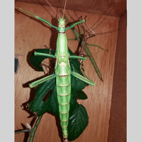 Mark Smitheman's insects