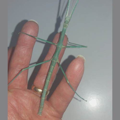 Mark Smitheman's insects