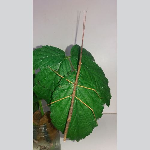 Mark Smitheman's insects