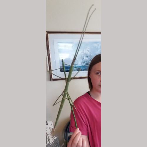 Mark Smitheman's insects