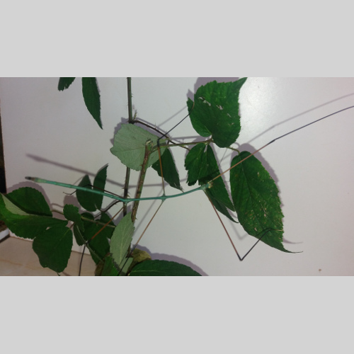 Mark Smitheman's insects