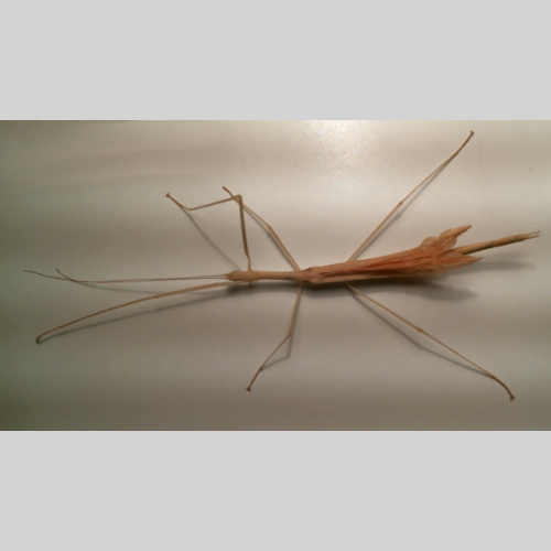 Mark Smitheman's insects